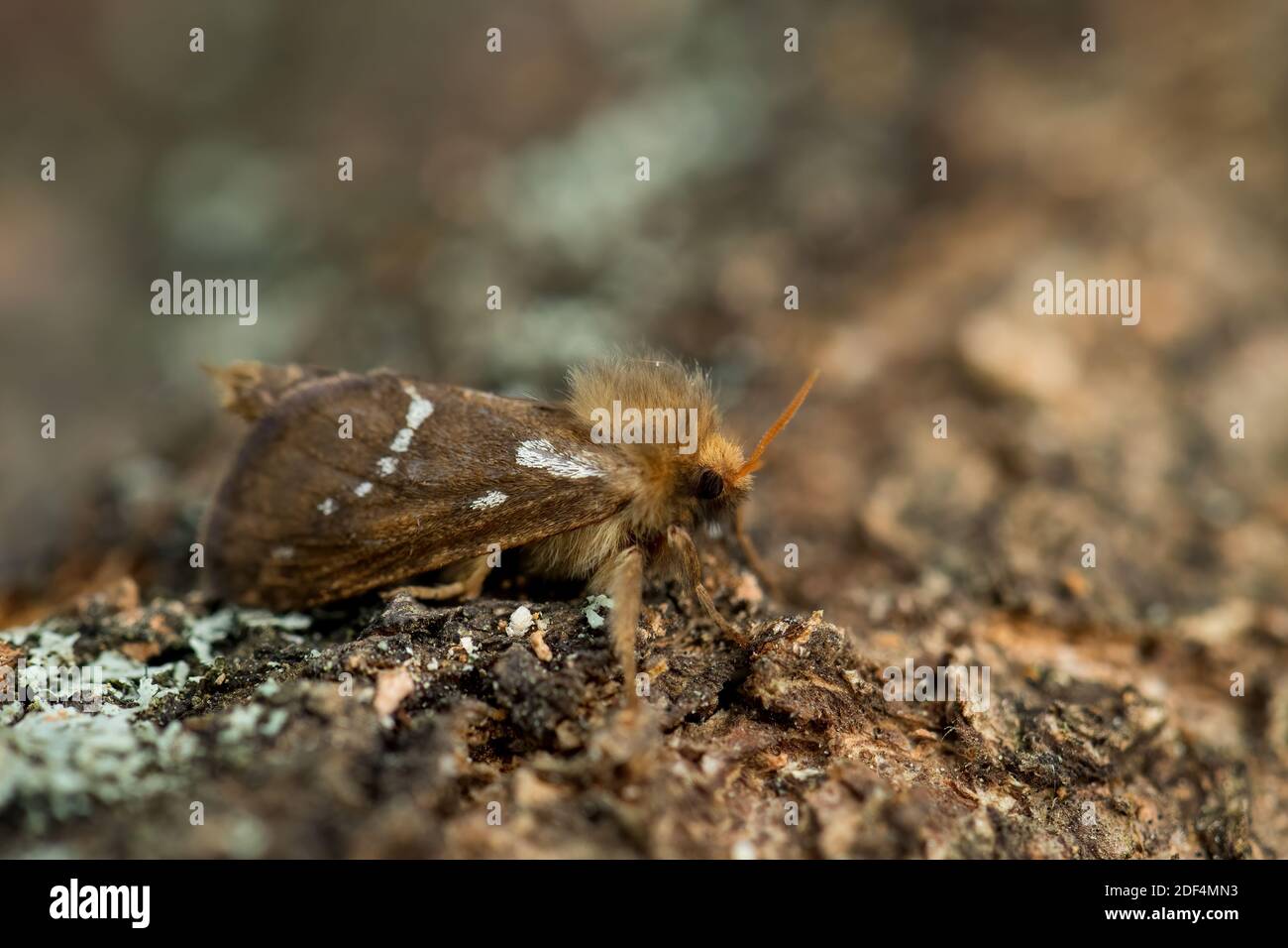 Swift moth hi-res stock photography and images - Alamy
