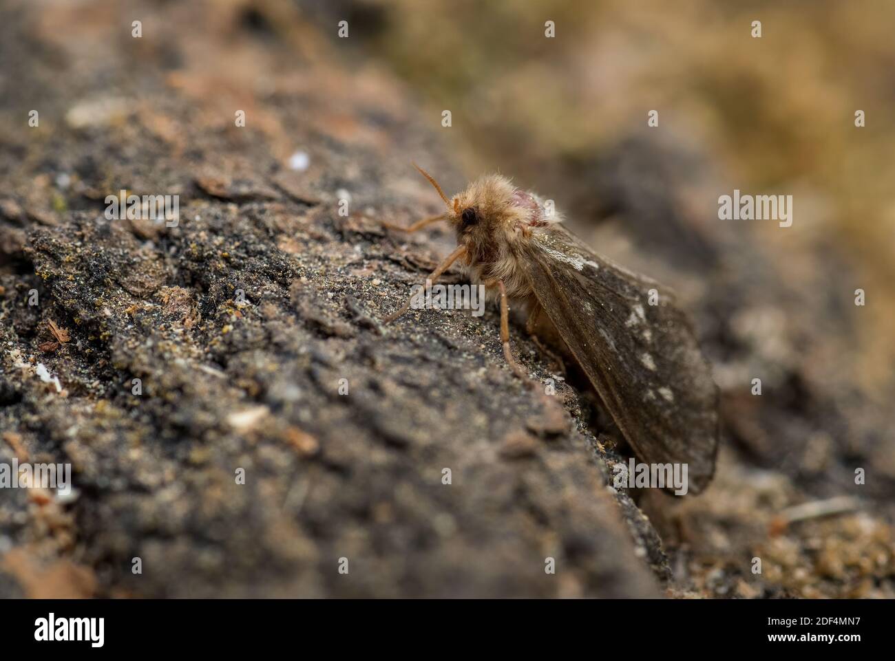 Common Swift moth - Korscheltellus lupulina, beautiful brown moth from ...