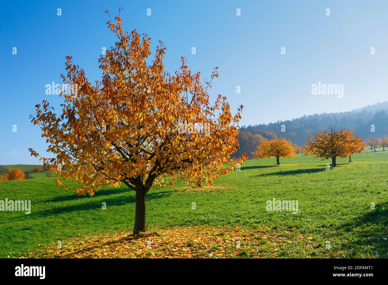 geography / travel, Switzerland, cherry tree in autumn, Prunus avium ...