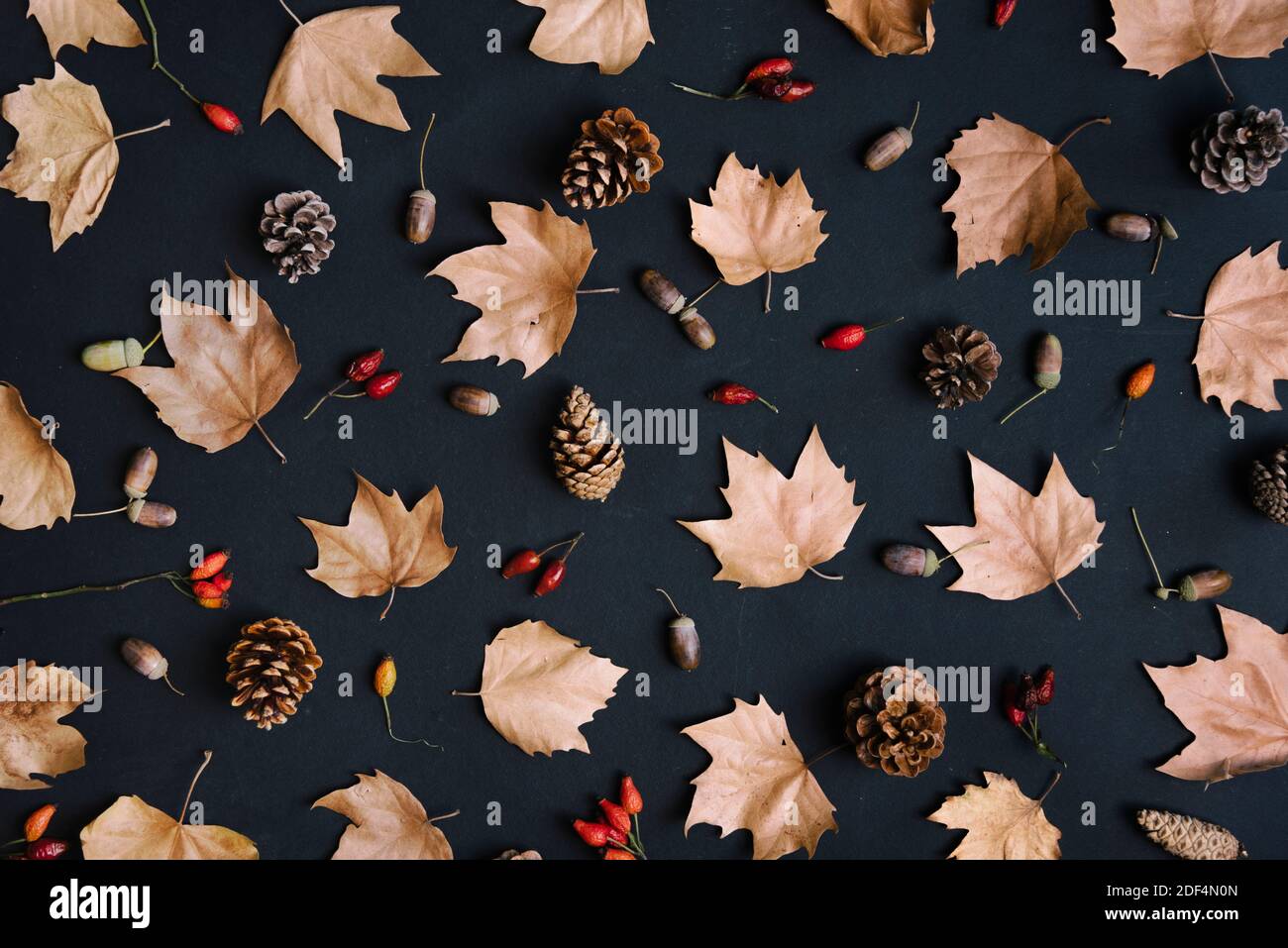 Autumn leaves with acorn and cones composition pattern on dark ...