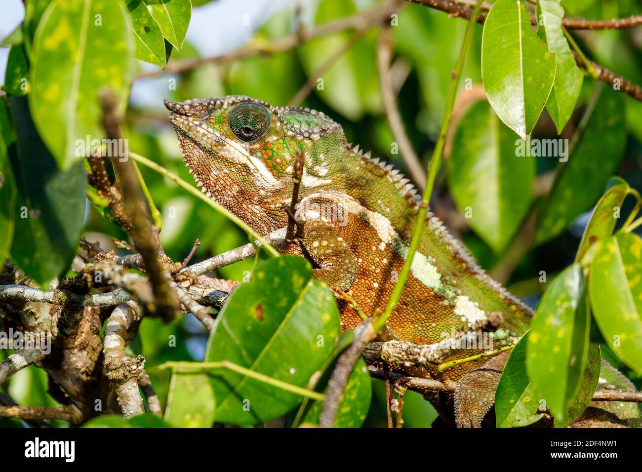 panther chameleon, Furcifer pardalis in natural habitat in rainforest ...