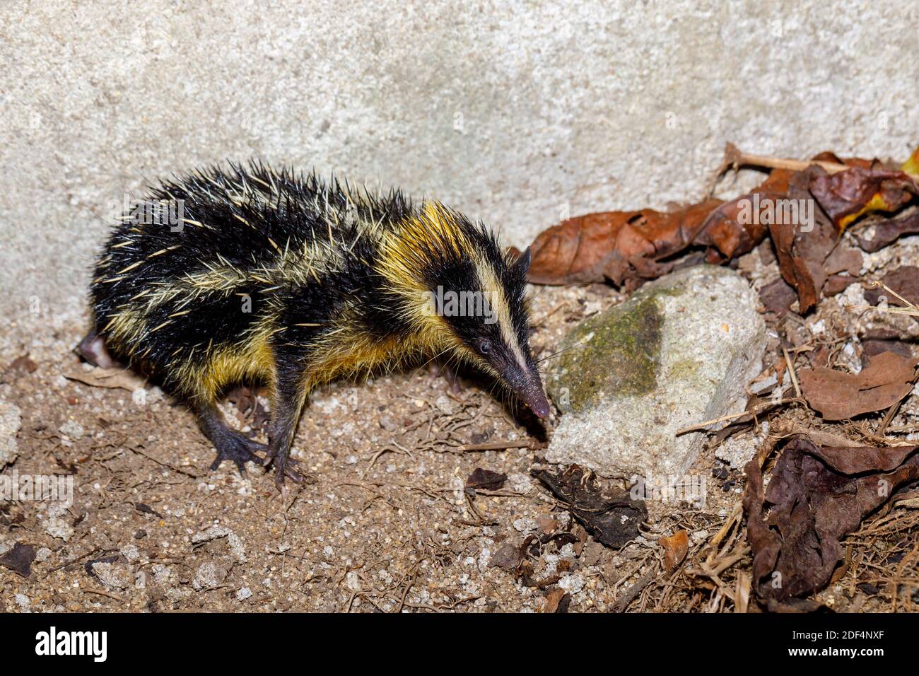 Highland Streaked Tenrec
