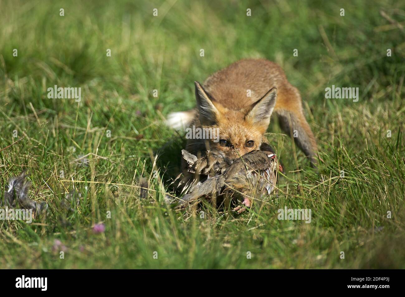 Red fox with a kill normandy hi-res stock photography and images - Alamy