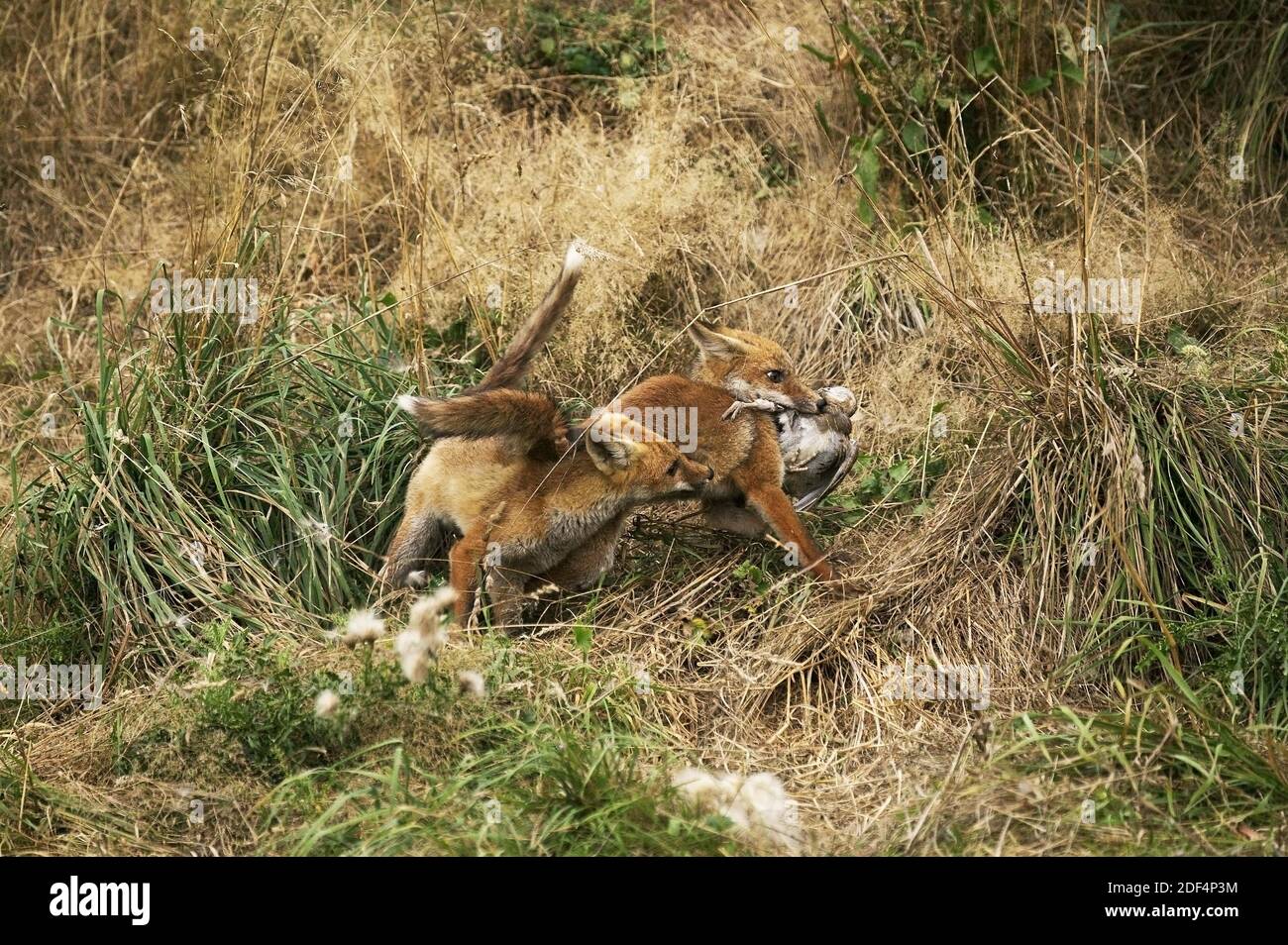 Red Fox, vulpes vulpes, Adults with a Kill, a Partridge, Normandy Stock ...