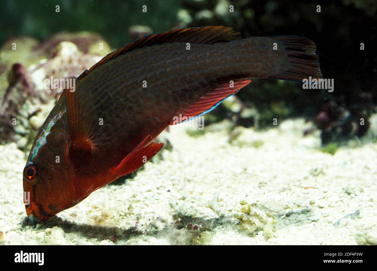 Parrot Fish, scarus sp Stock Photo - Alamy