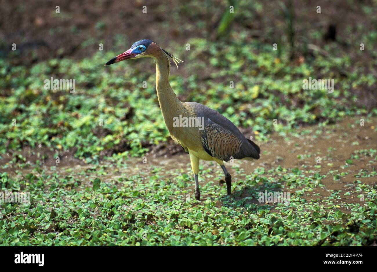 Whistling Heron, syrigma sibilatrix, Adult standing in Swamp, Pantanal ...