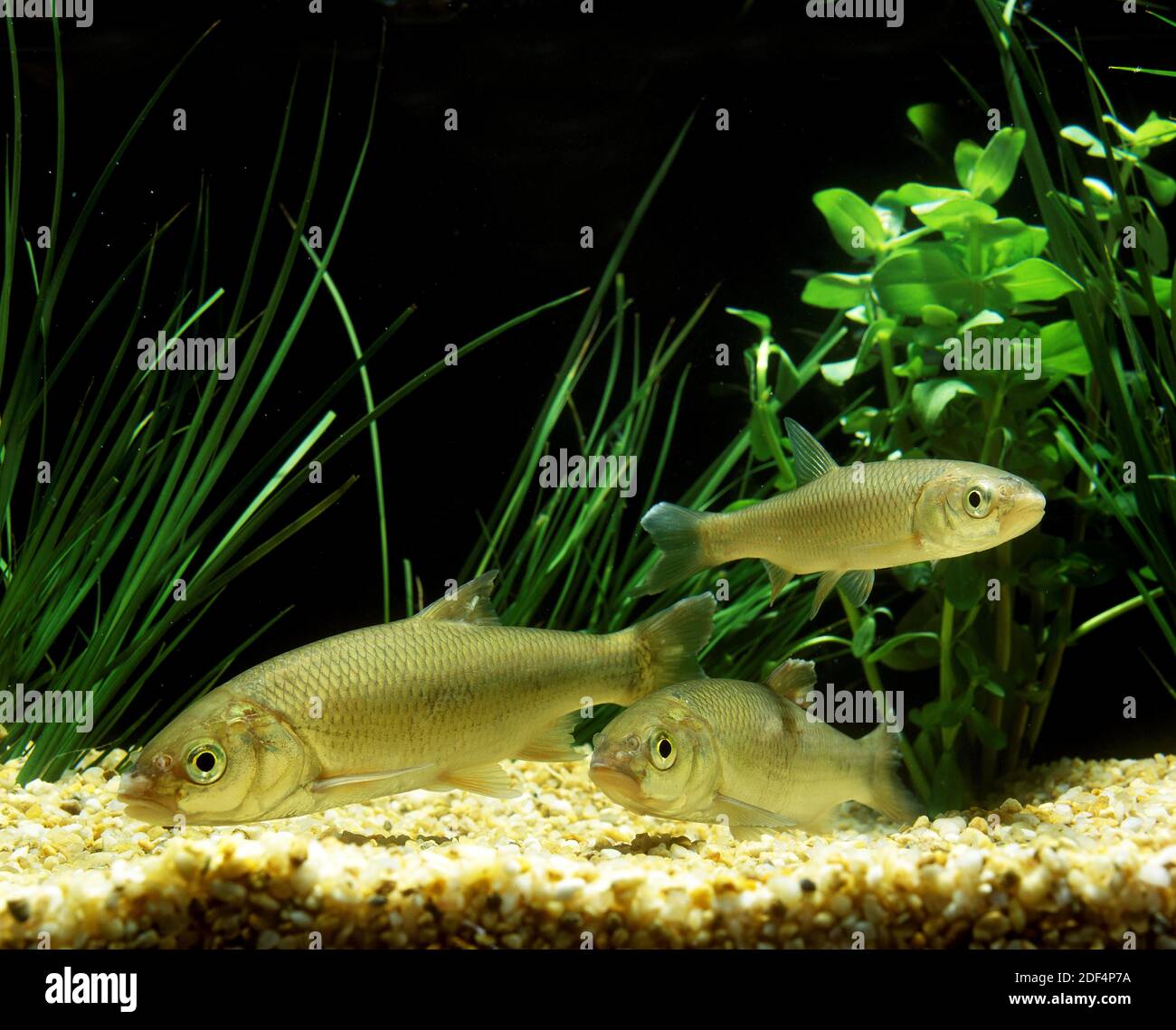 Common Dace, leuciscus leuciscus Stock Photo - Alamy