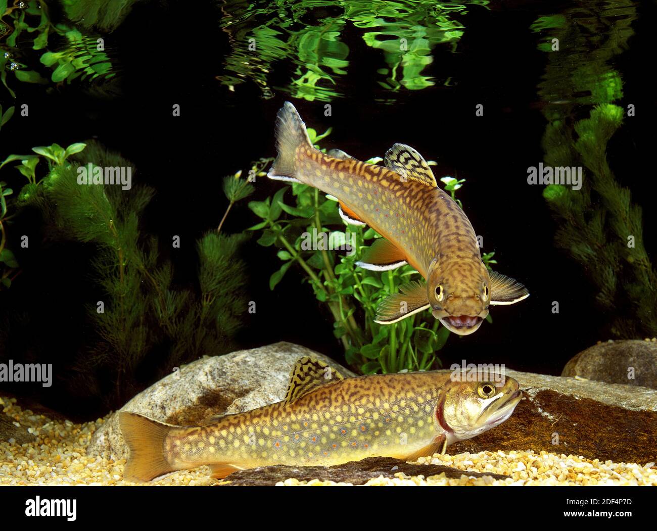 Brook Trout, salvelinus fontinalis, Adults Stock Photo - Alamy