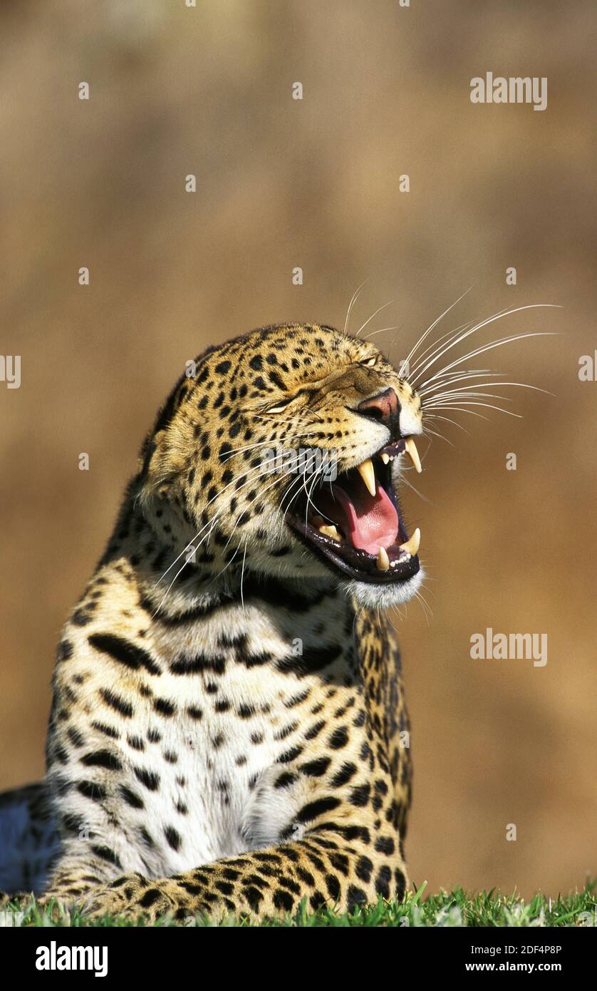 Leopard, panthera pardus, Adult snarling, with Open Mouth, Kenya Stock ...