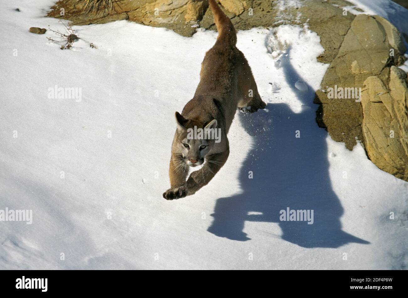 Cougar puma jumping hi-res stock photography and images - Alamy