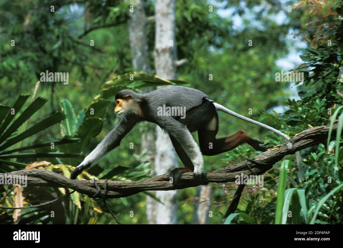 Red-Shanked Douc Monkey, pygathrix nemaeus nemaeus, Adult walking on ...