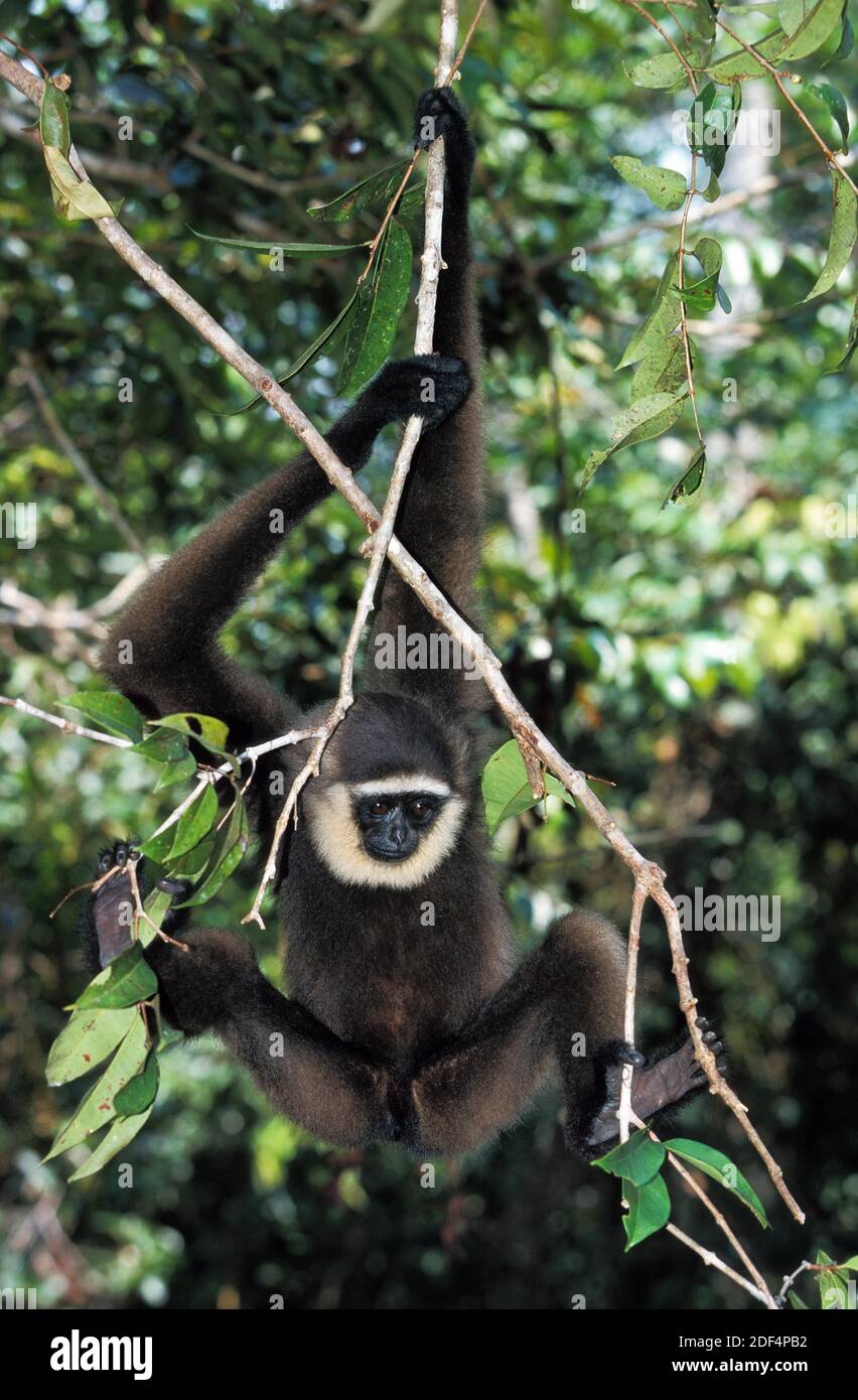 Muller's gibbon borneo hi-res stock photography and images - Alamy