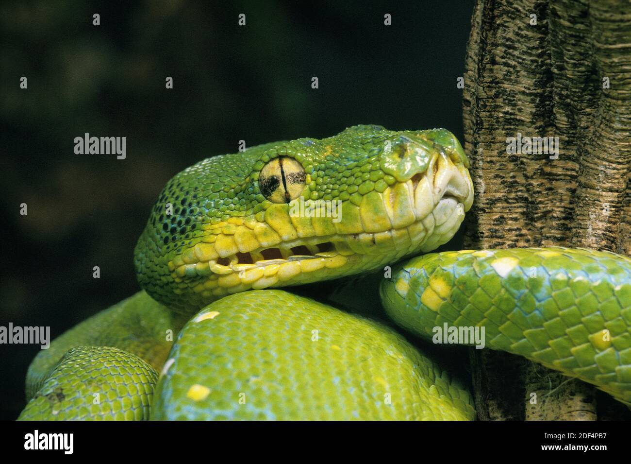 Green Tree Python, morelia viridis, Close up of Head Stock Photo - Alamy