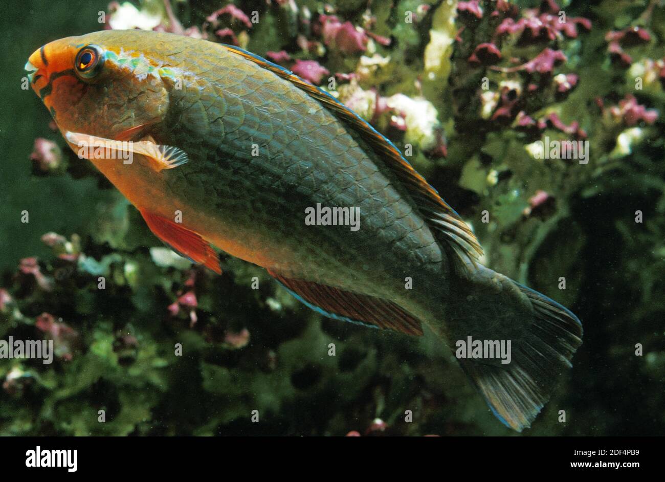 Parrot Fish, scarus sp Stock Photo - Alamy