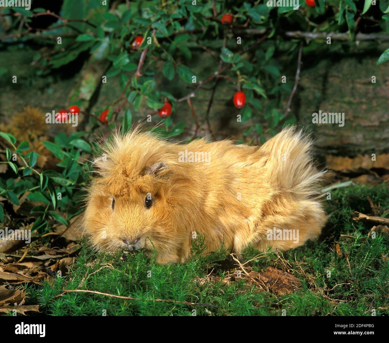 Guinea Pig, cavia porcellus, Adult Stock Photo - Alamy