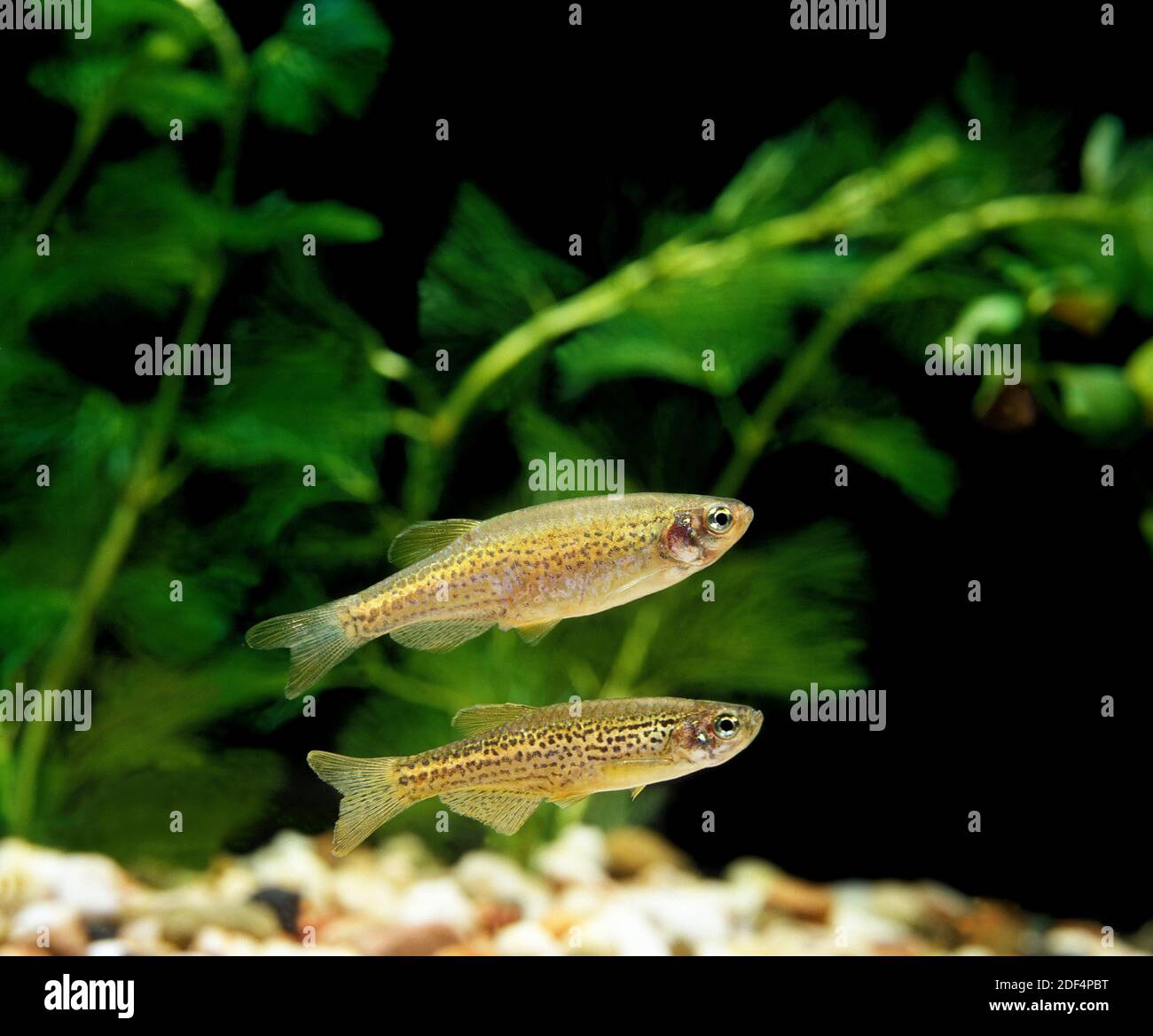 Brachydanio hi-res stock photography and images - Alamy