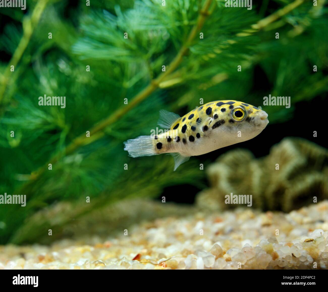 Spotted Green Puffer Fish, tetraodon fluviatilis Stock Photo - Alamy
