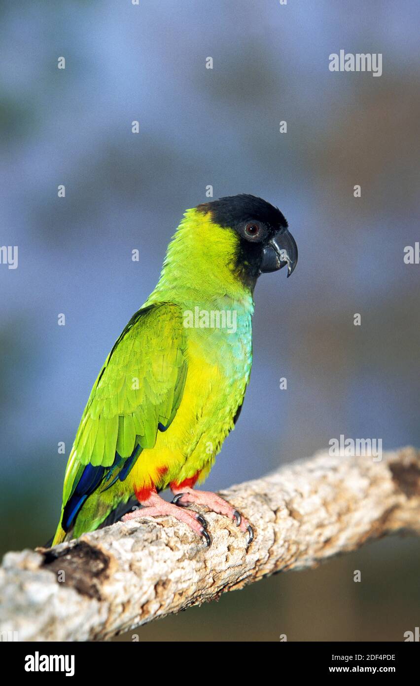 Black-Hooded Parakeet or Nanday Conure, nandayus nenday, Adult standing ...