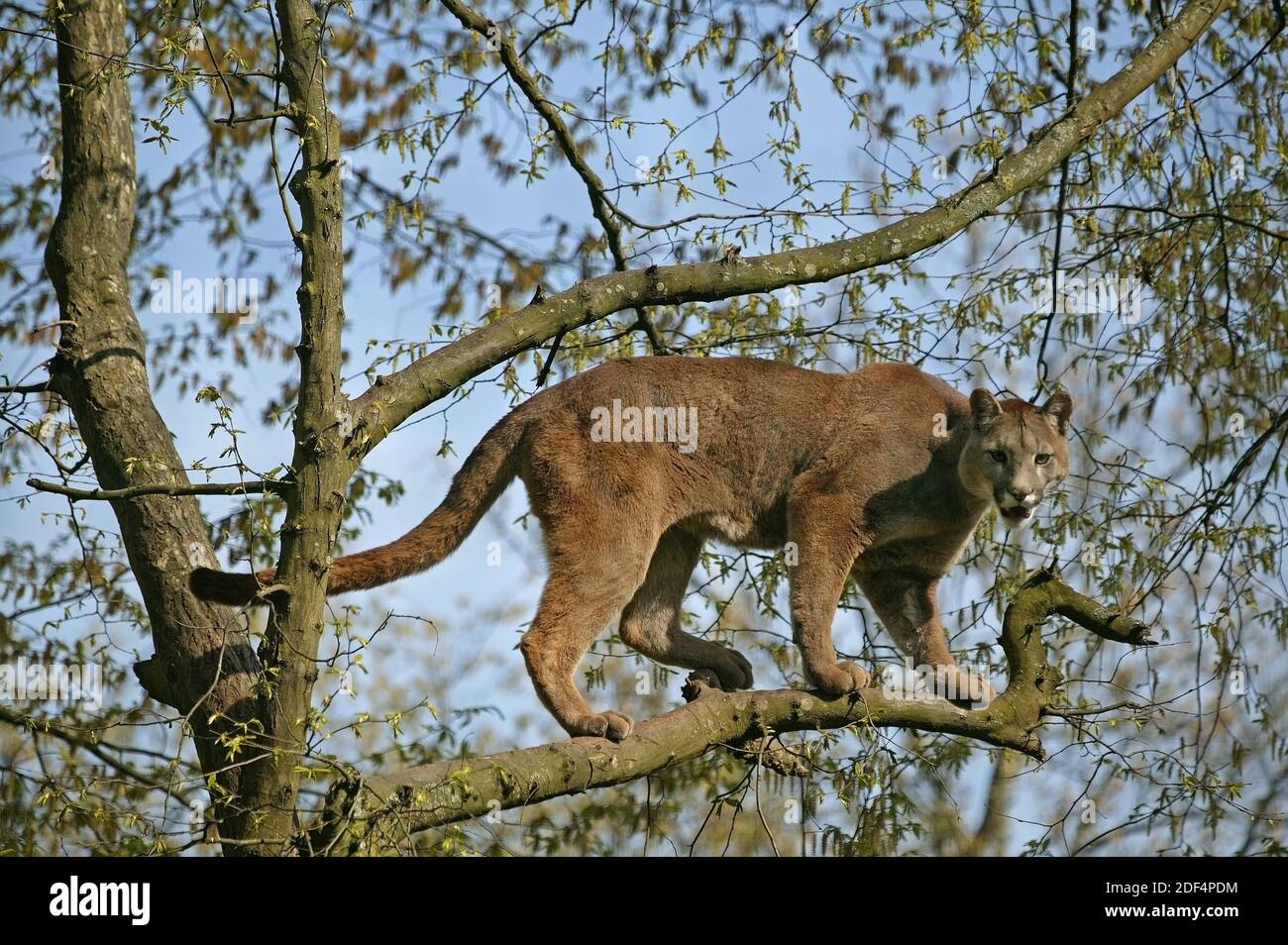 Cougar, puma concolor, Adult perched in Tree Stock Photo - Alamy