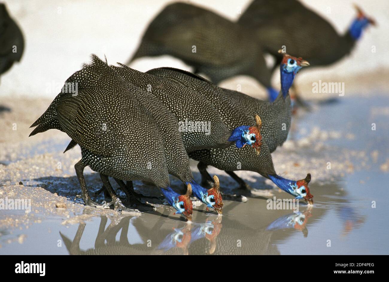 Helmeted Guineafowl, numida meleagris, Group Drinking at Water Hole ...