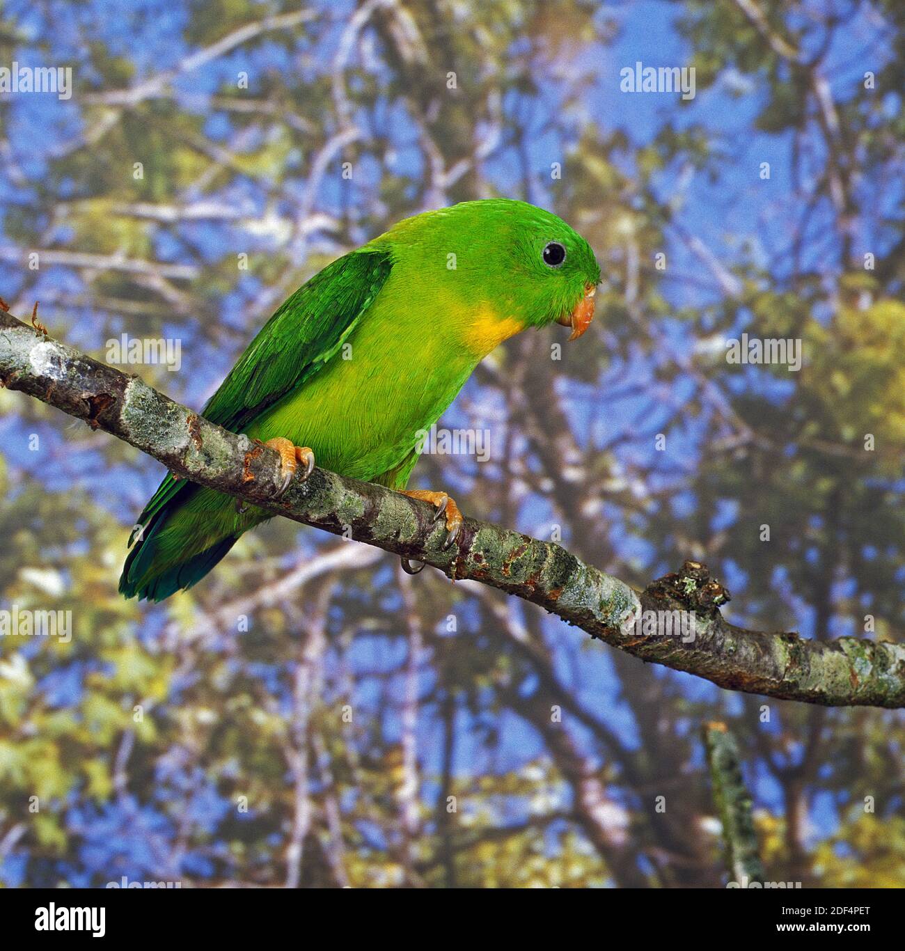 Yellow-Throated Hanging Parrot, loriculus pusillus, Adult standing on ...