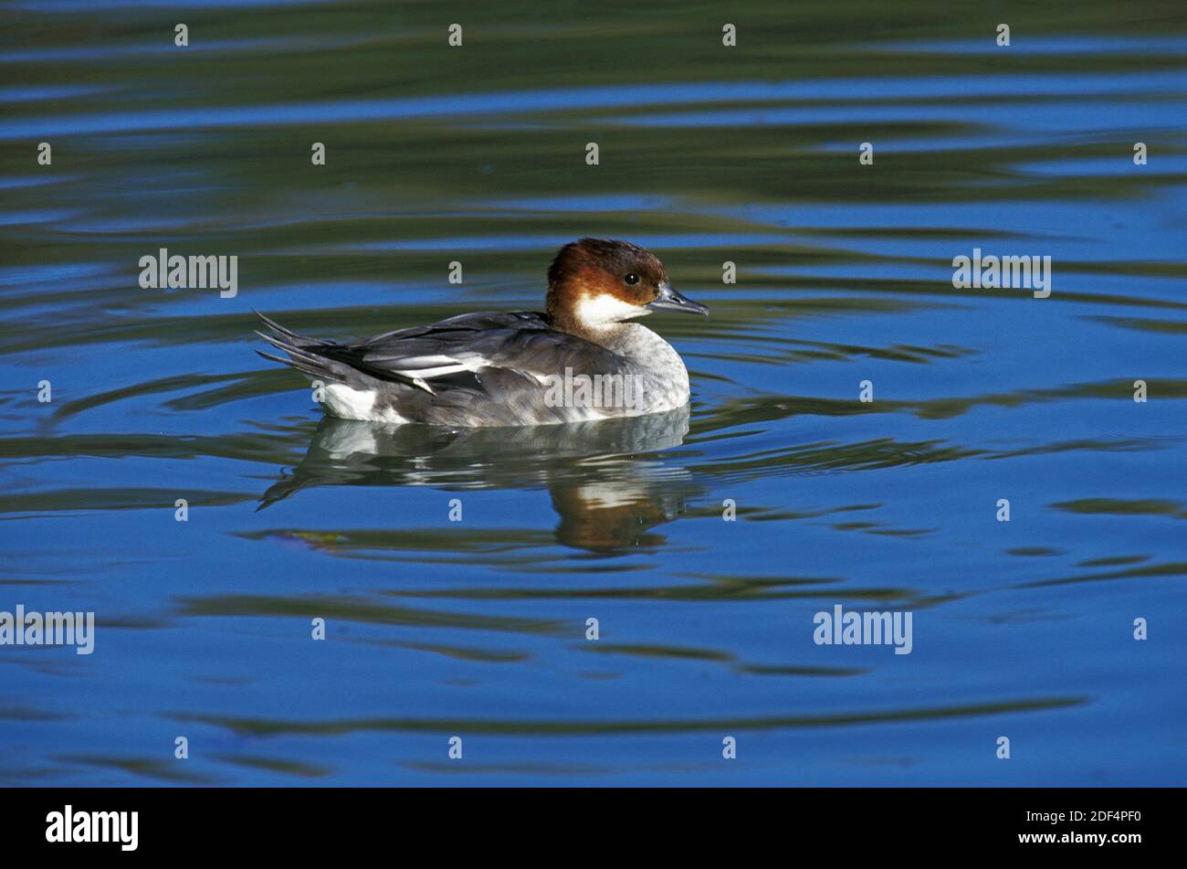 Smew, mergus albellus, Female standing in Water Stock Photo - Alamy