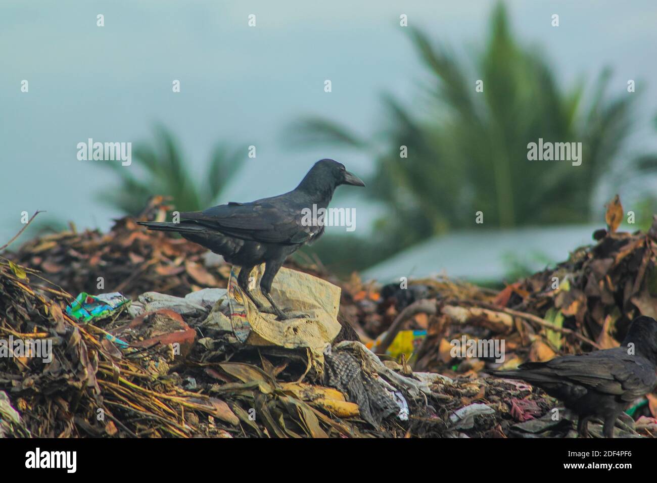 House Crow locally called Pati Kak in Khulna, Bangladesh Stock Photo ...