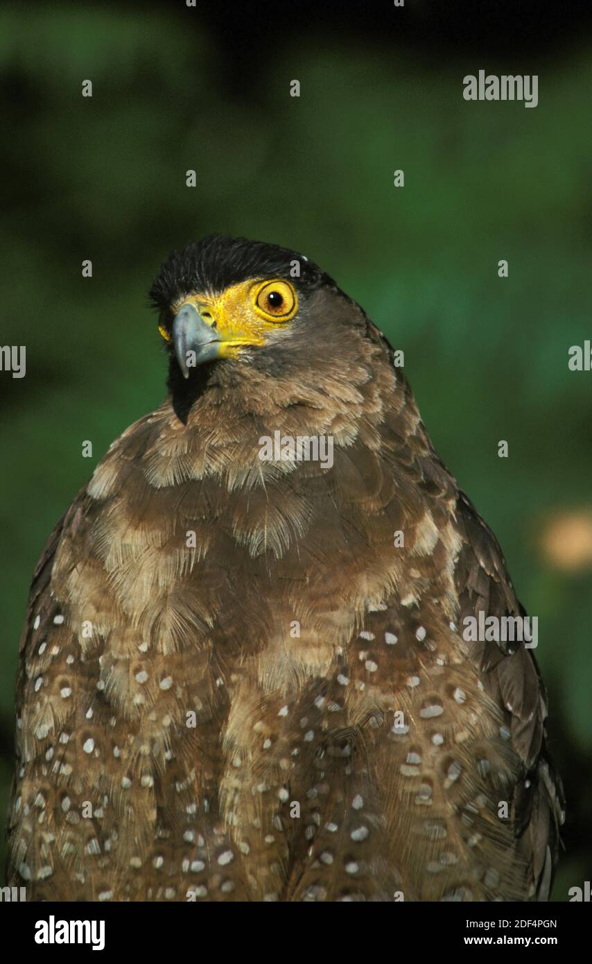 Crested serpent eagle spilornis cheela adult hi-res stock photography ...