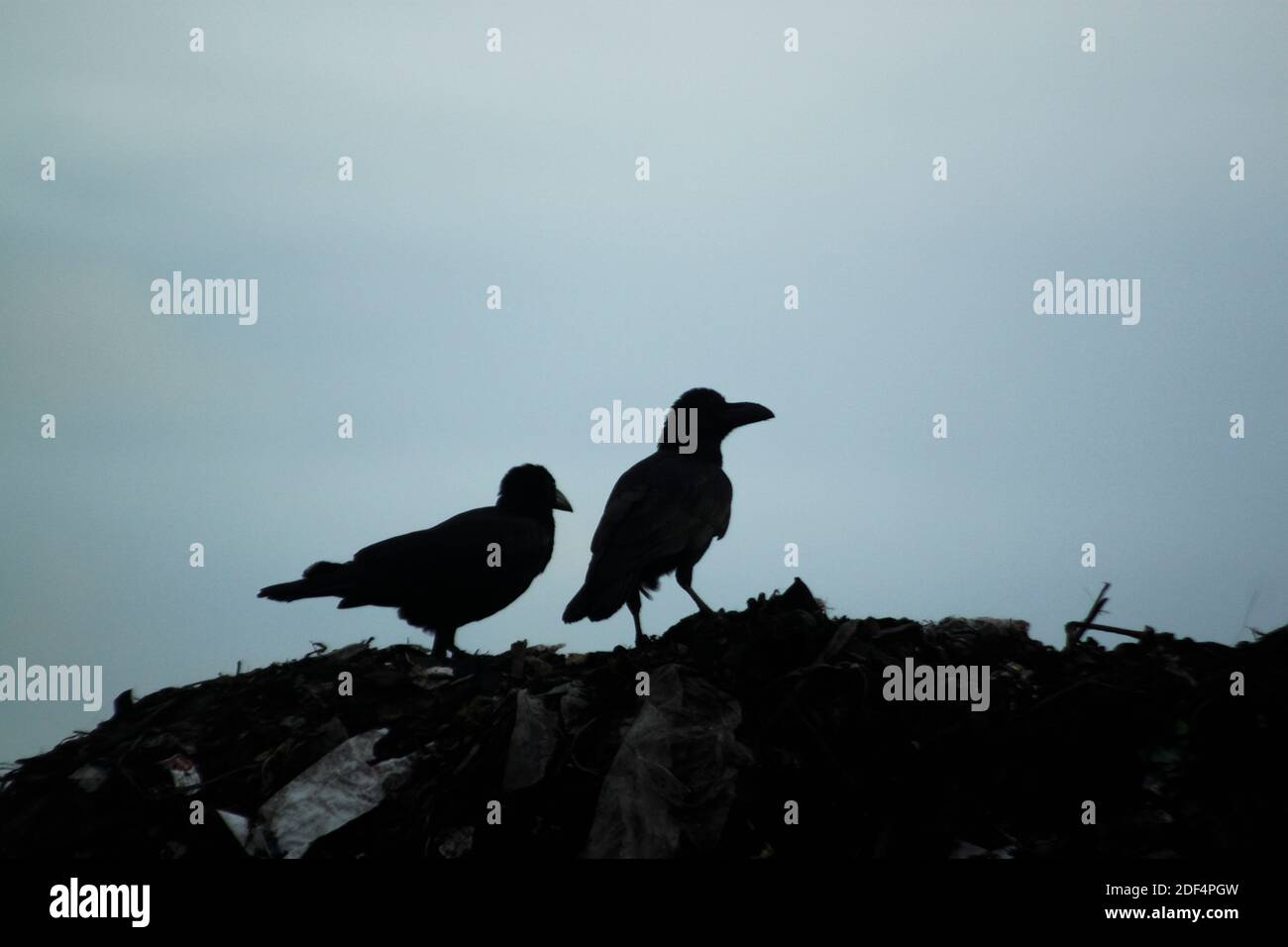 Sundarban birds hi-res stock photography and images - Alamy