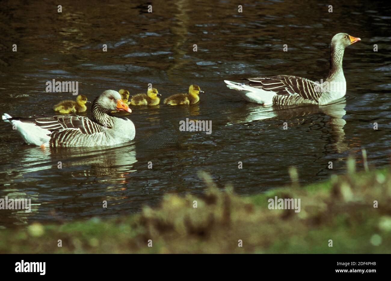 Pair of Goose with Goslings, Group standing on Water Stock Photo - Alamy
