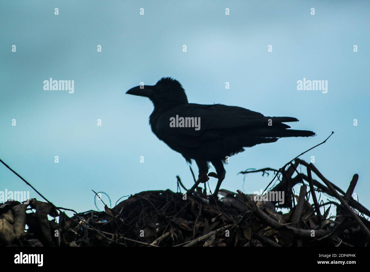 House Crow locally called Pati Kak in Khulna, Bangladesh Stock Photo ...