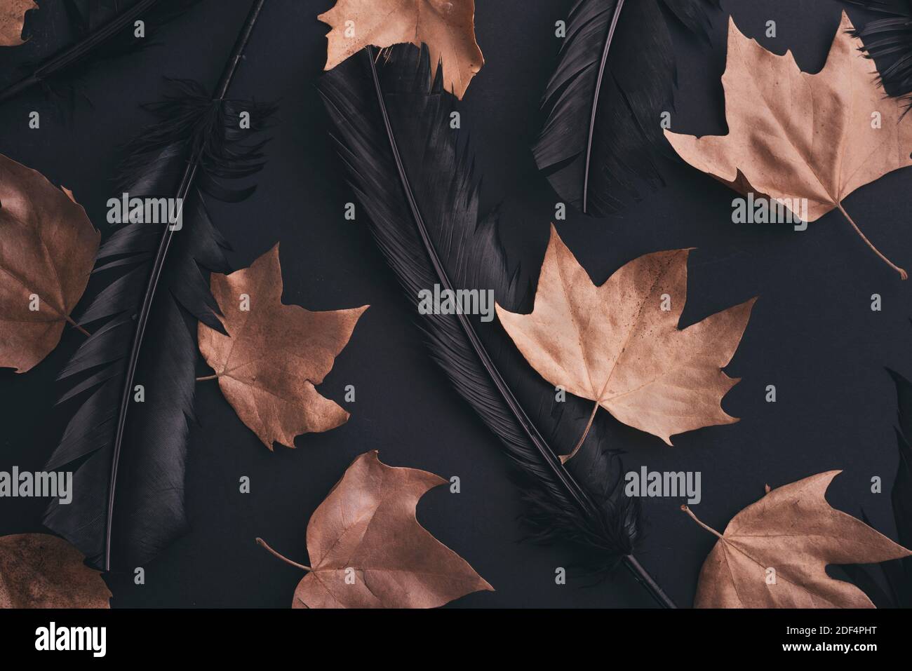 Raven banner hi-res stock photography and images - Alamy