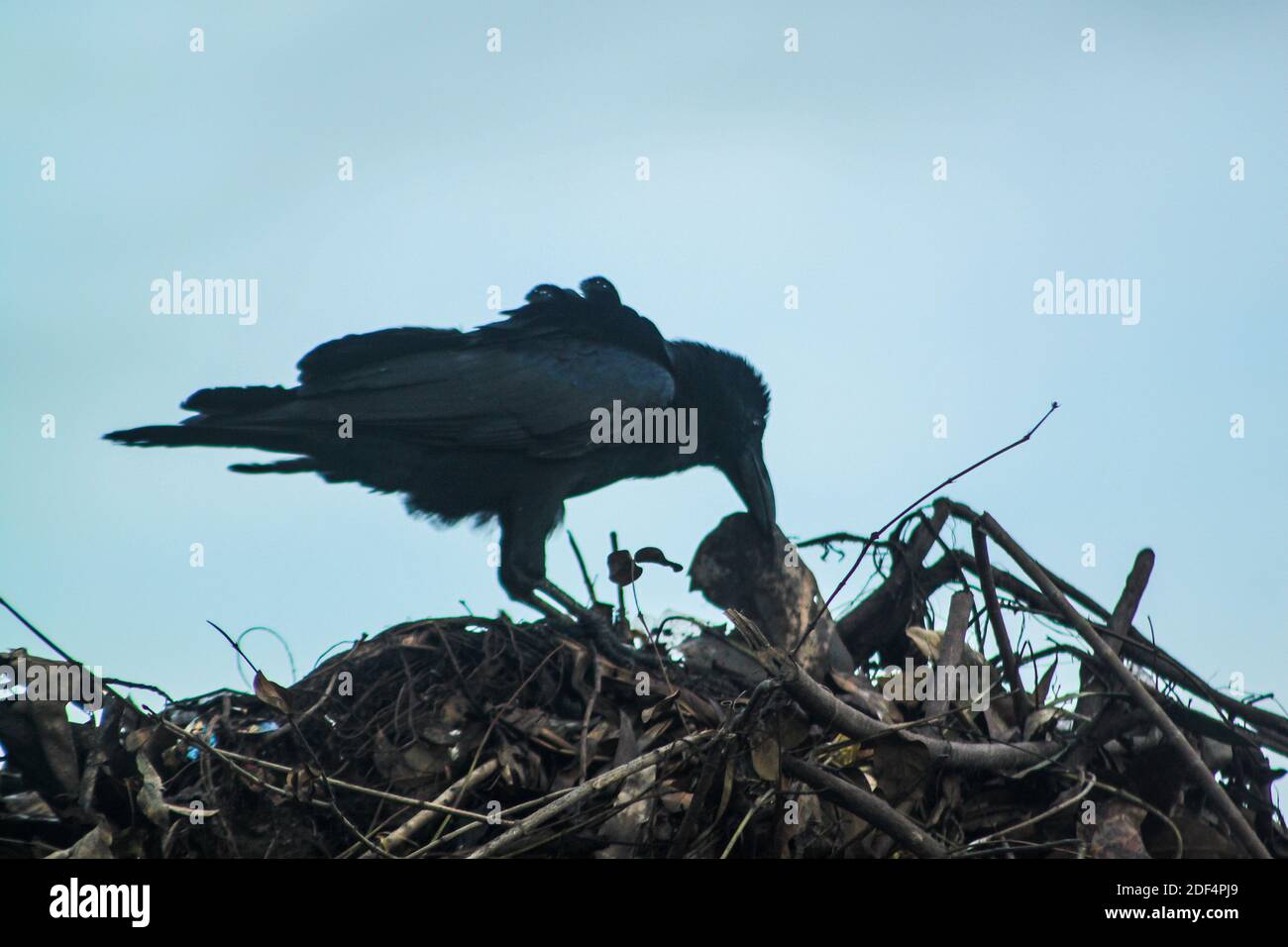 Birds of bangladesh hi-res stock photography and images - Alamy