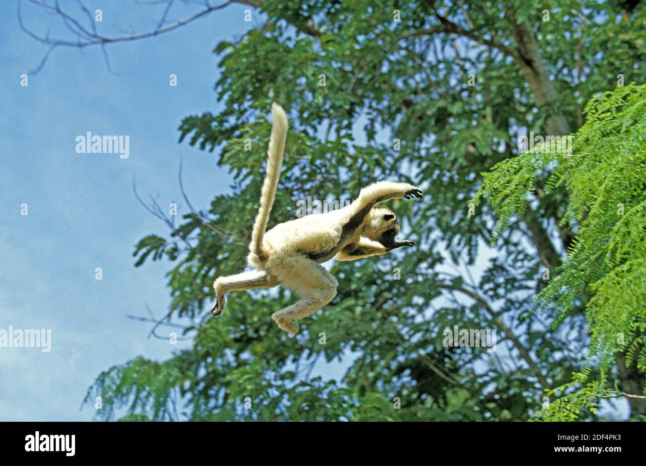 Verreaux's Sifaka, propithecus verreauxi, Adult Jumping, Madagascar ...