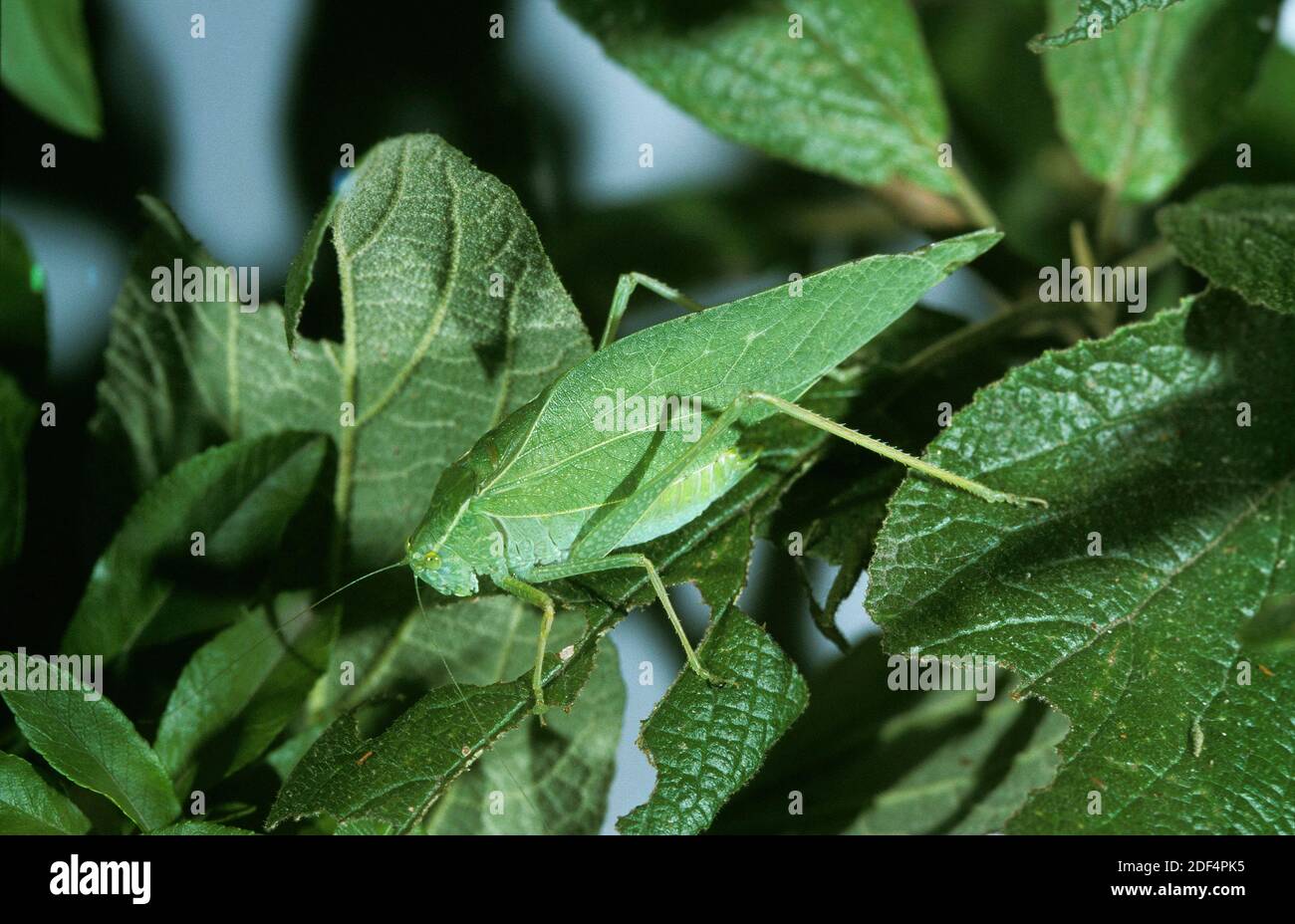 Grasshopper, tettigoniidae, Adult standing on Leaf Stock Photo - Alamy