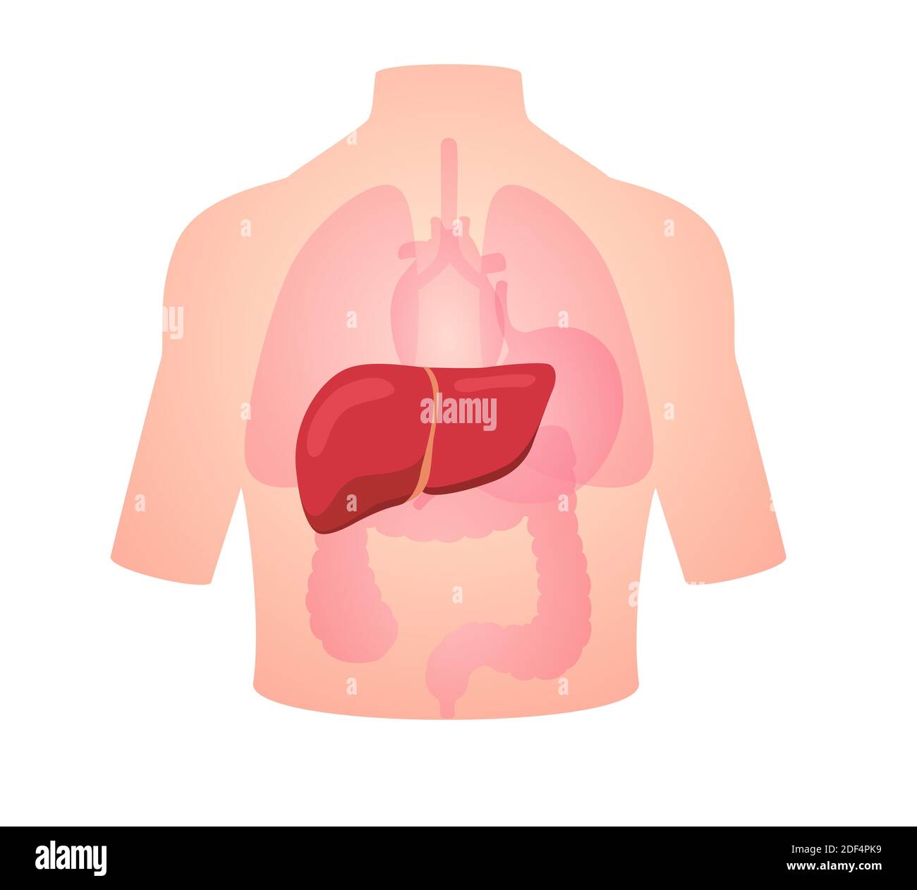 human anatomy organ liver white lobe ducts falciform ligament isolated ...