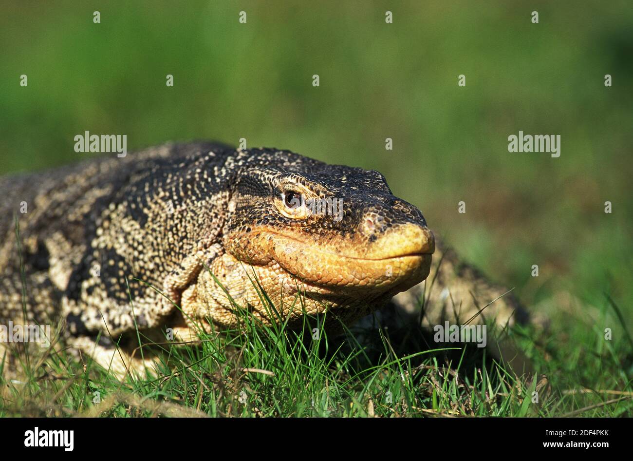 Water Monitor Lizard, varanus salvator, Adult standing on Grass Stock ...