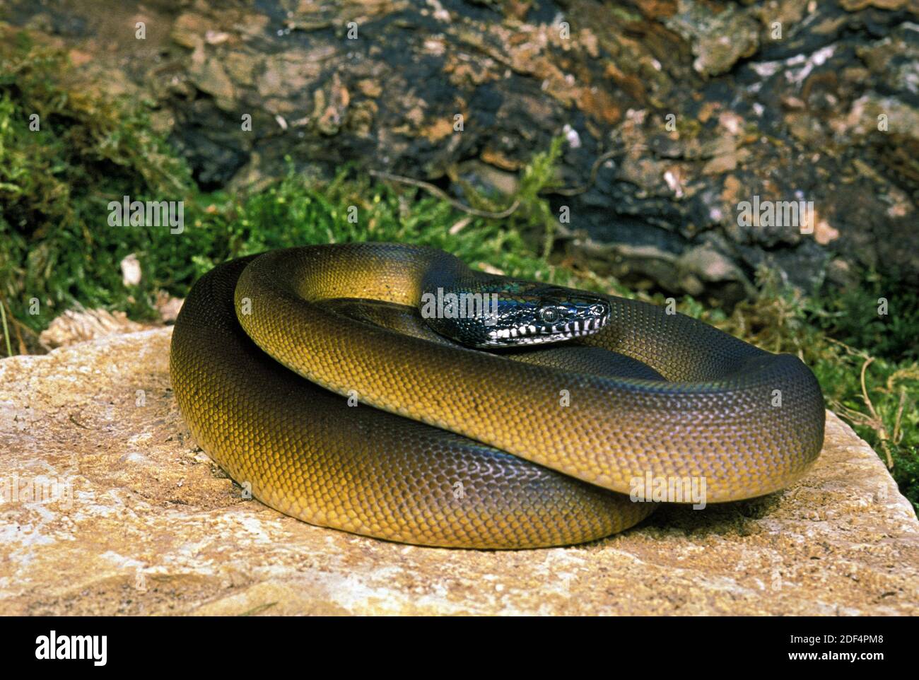 WHITE LIPPED PYTHON liasis albertisi Stock Photo - Alamy
