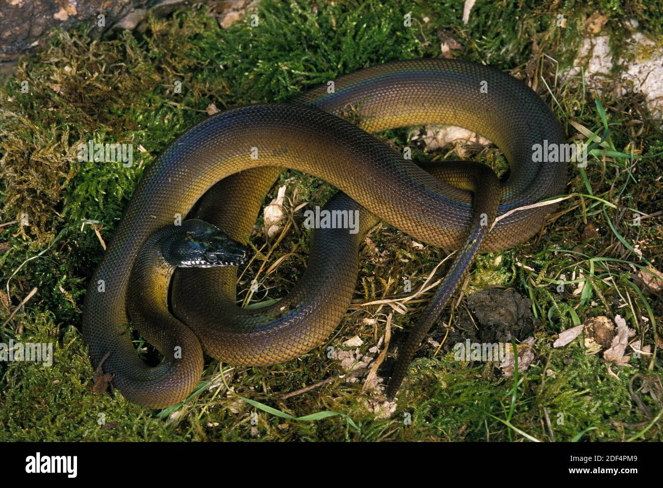 White Lipped Python, liasis albertisi, Adult standing on Grass Stock ...