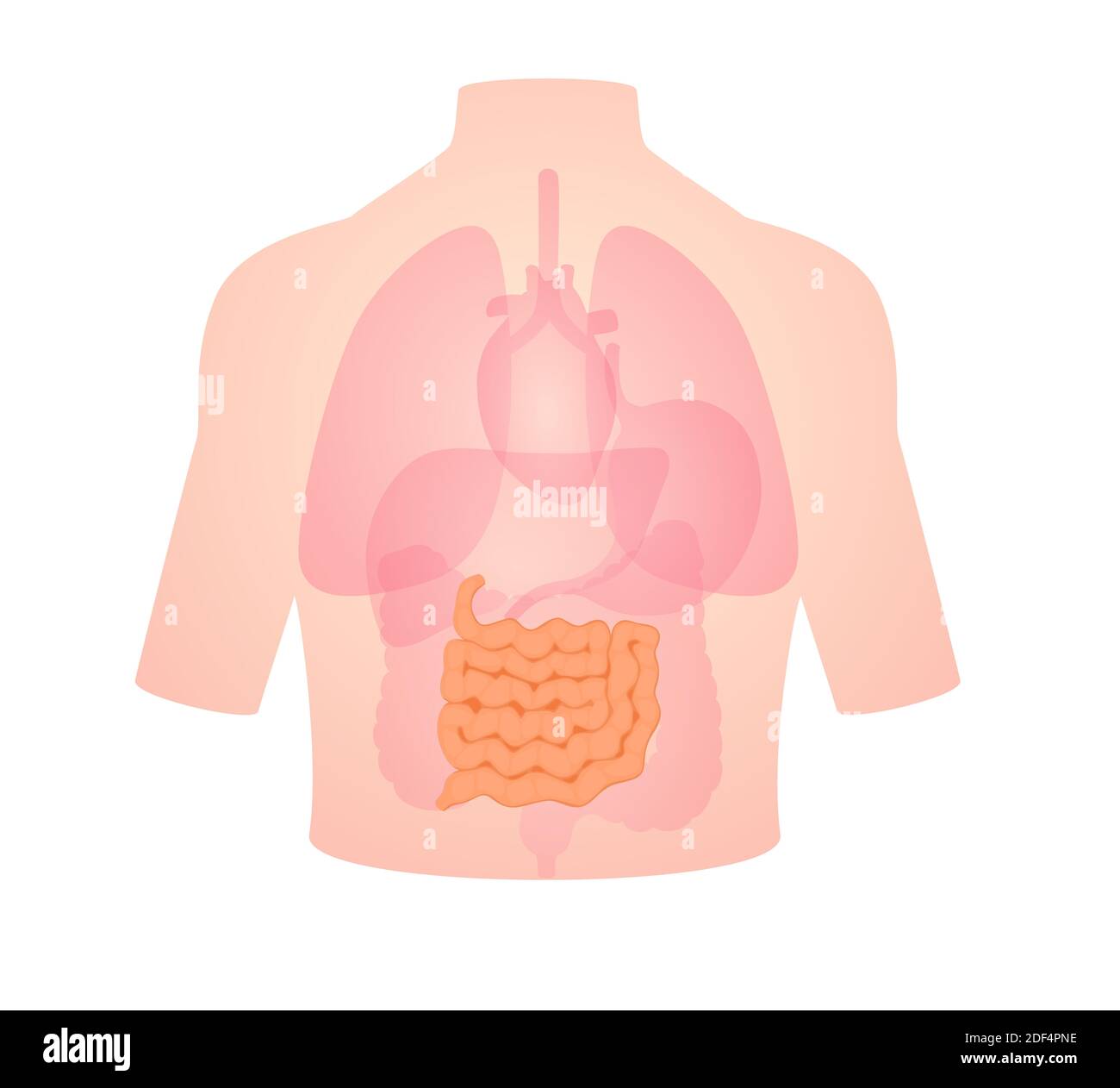 human anatomy organ small intestine position in body large intestine ...