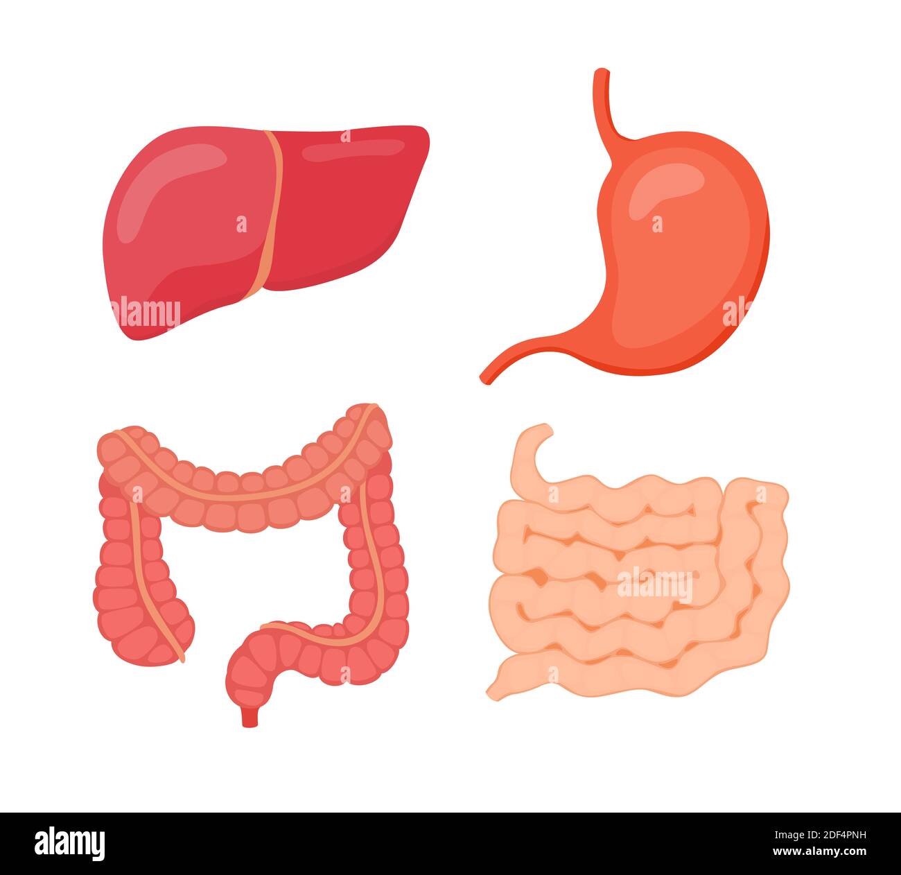 digestive organ liver stomach large intestine small intestine white ...