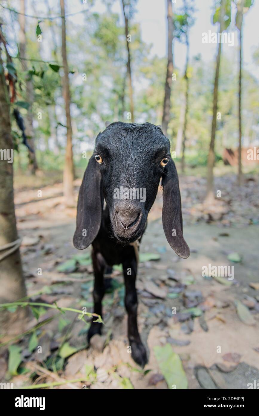 A goat .Jessore, Bangladesh Stock Photo - Alamy