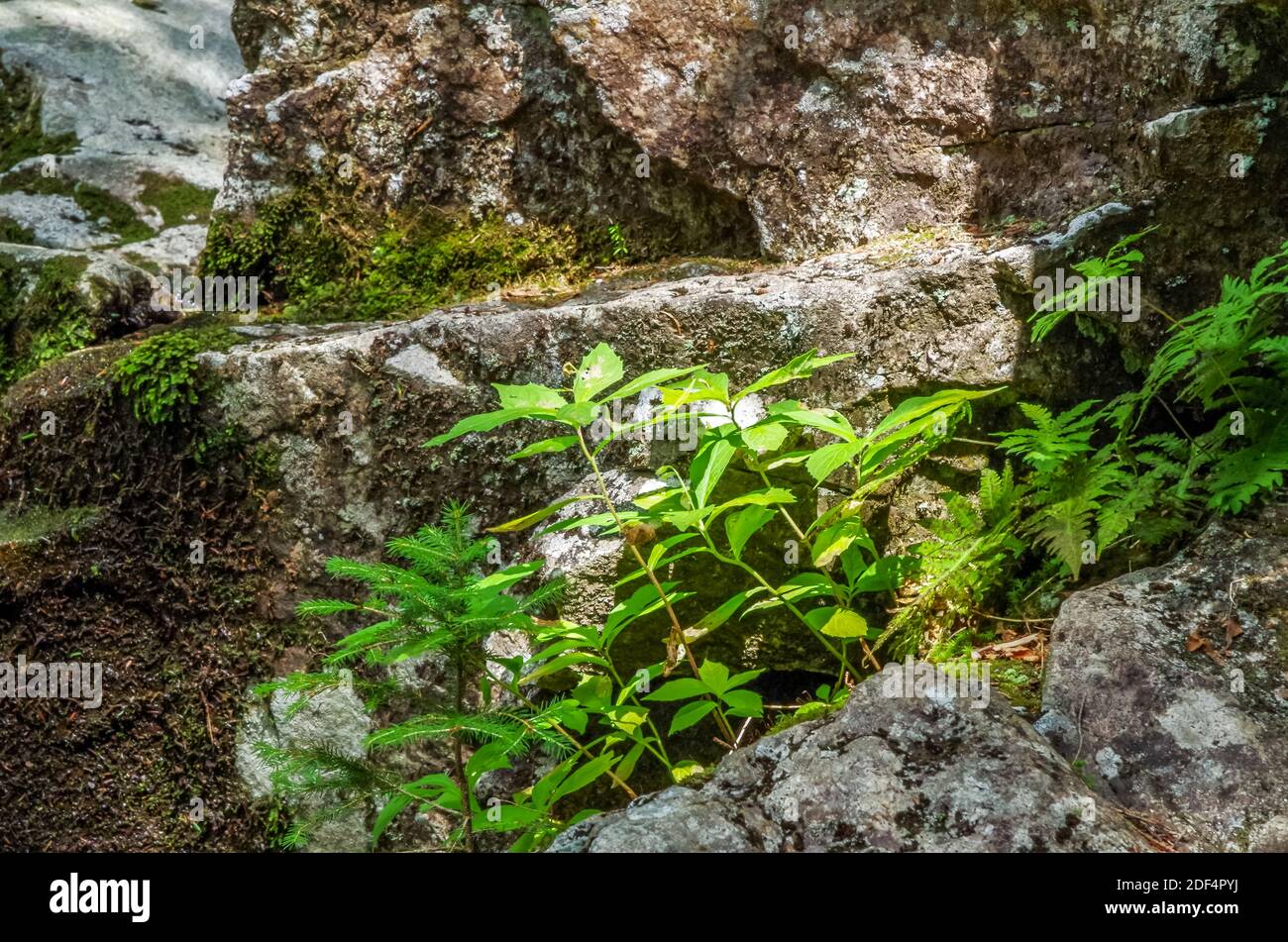 Ferns and Foliage in the Rocks Stock Photo - Alamy