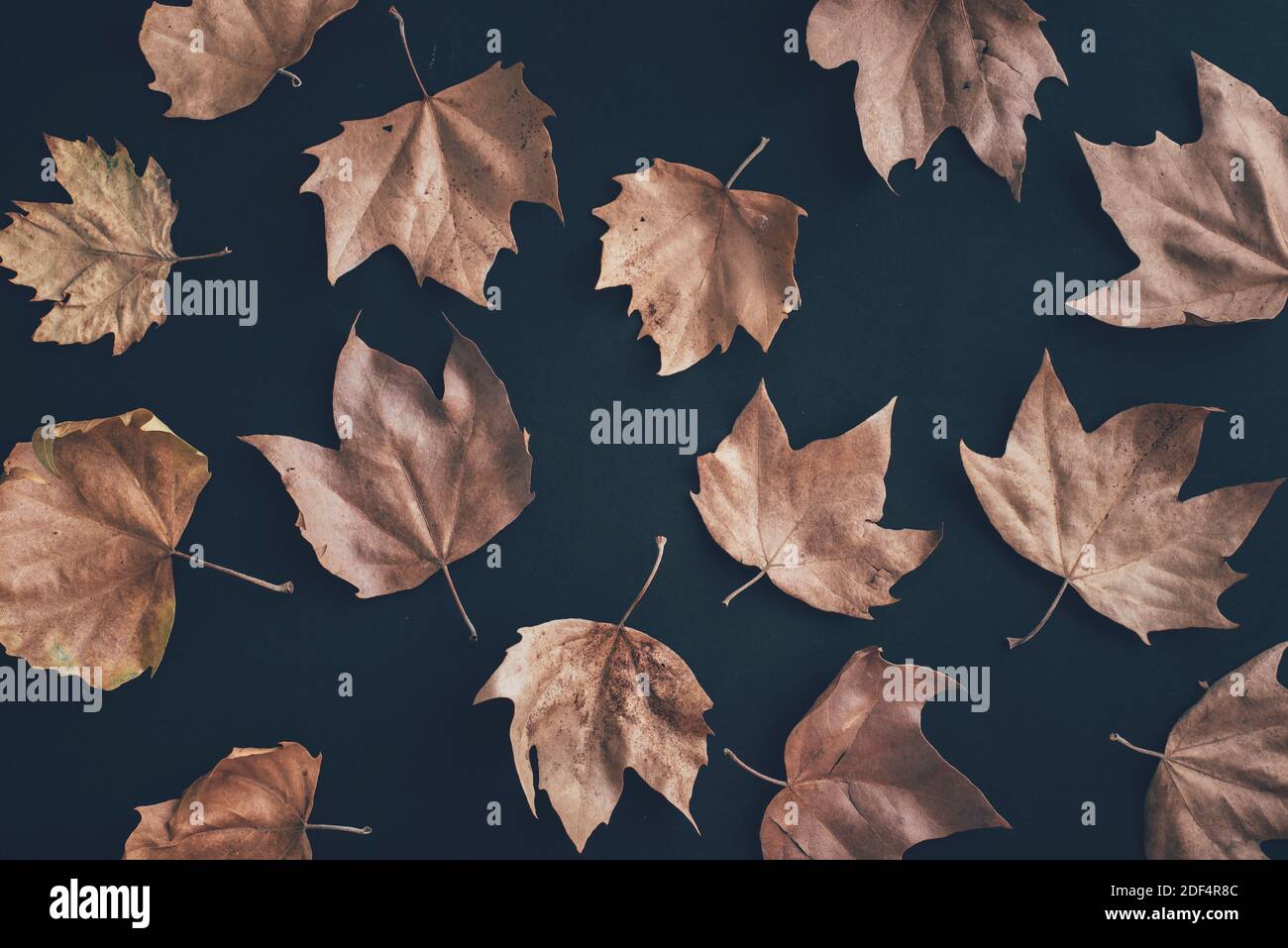 Maple Tree Leaves Texture