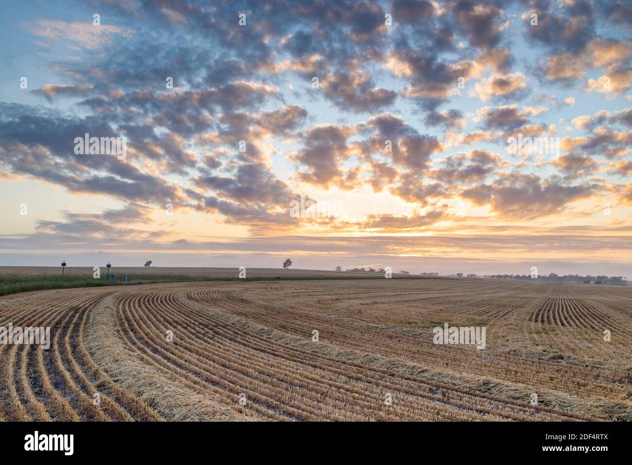 Cut field in Western Australia's wheat belt Stock Photo - Alamy