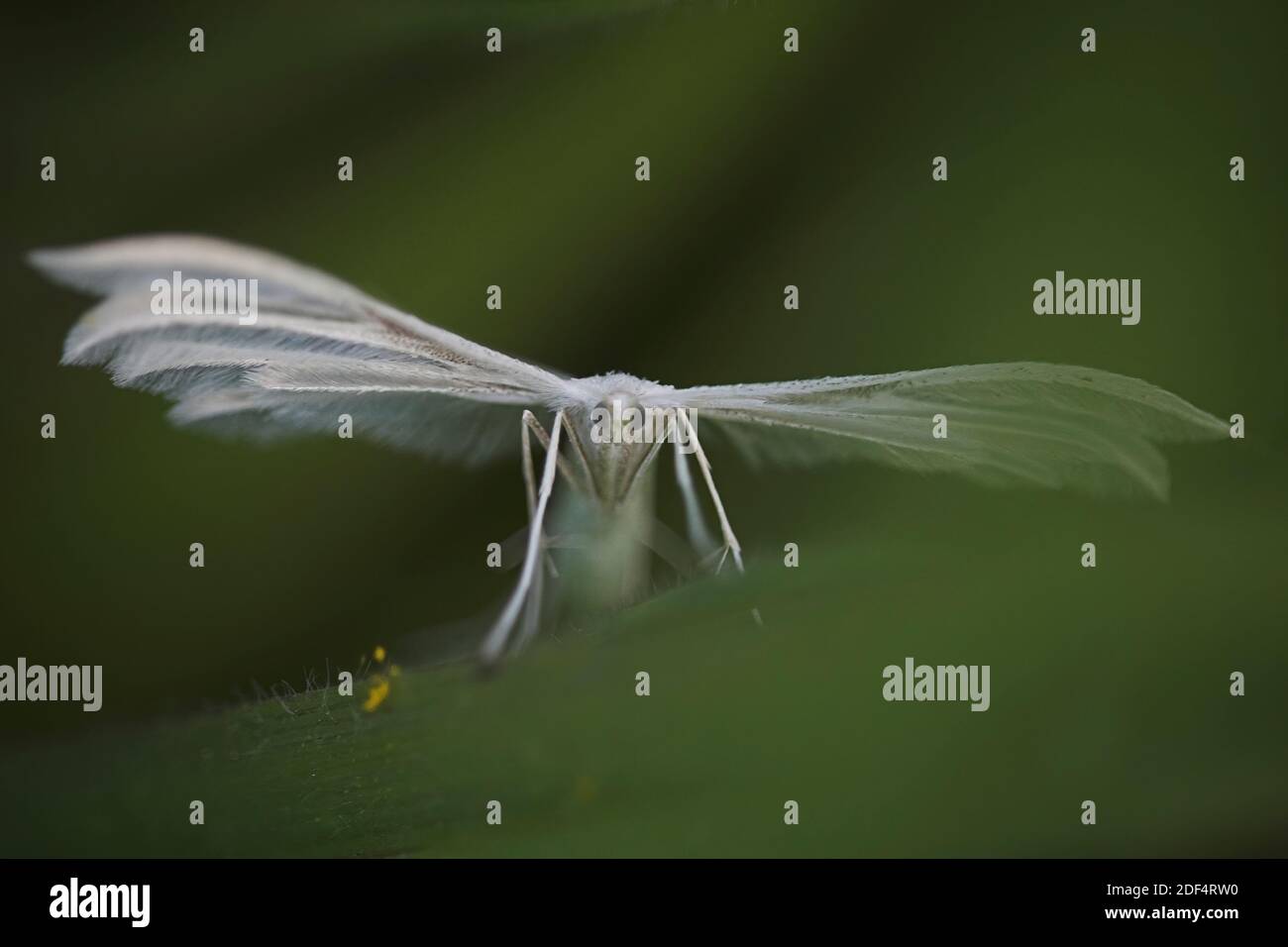 Small white moth hi-res stock photography and images - Alamy