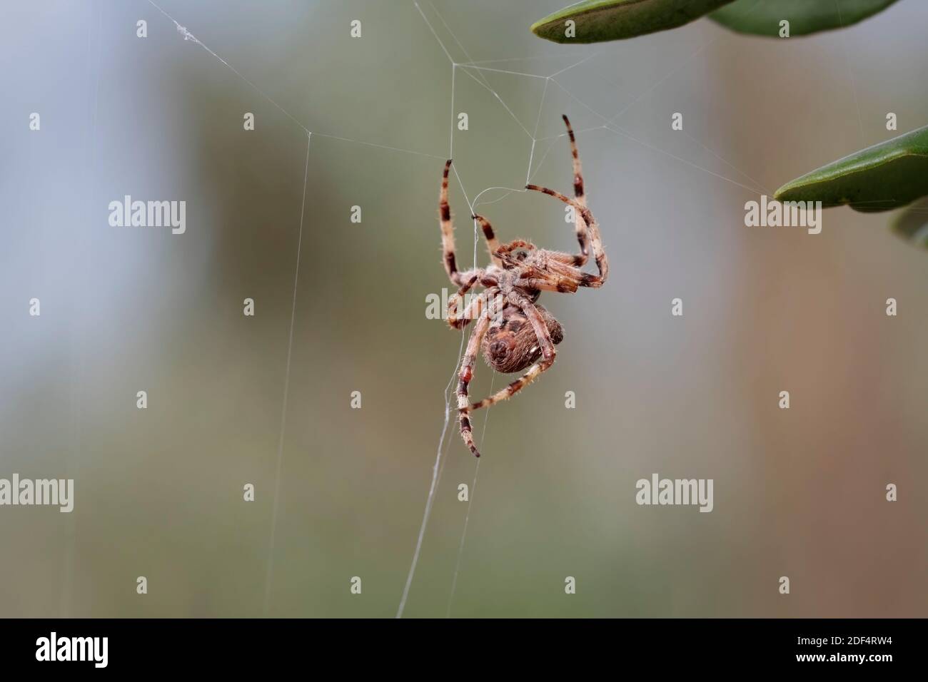 Brown spider weaving web close up hi-res stock photography and images ...