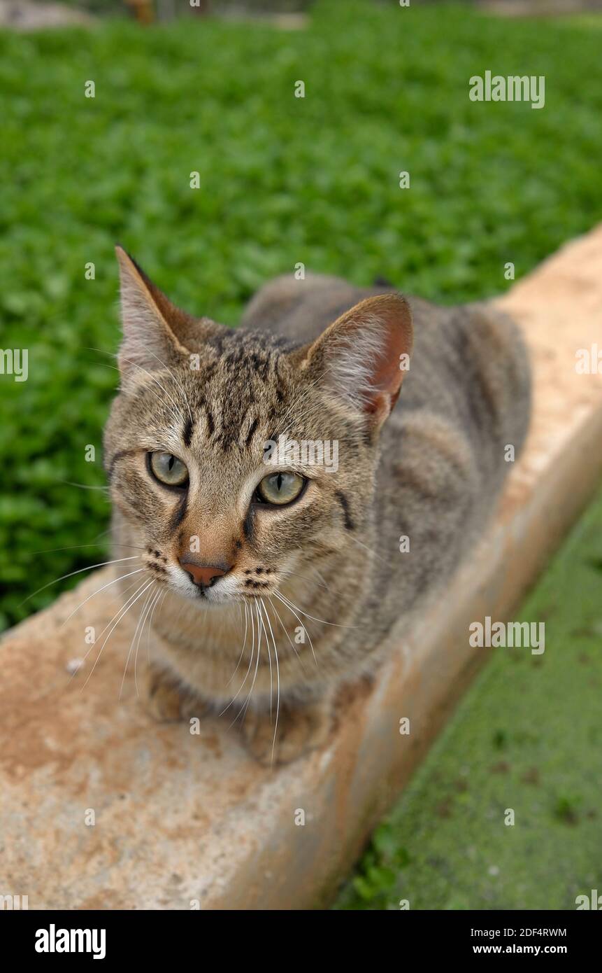 Tabby cat on a farm in Tenerife Stock Photo - Alamy