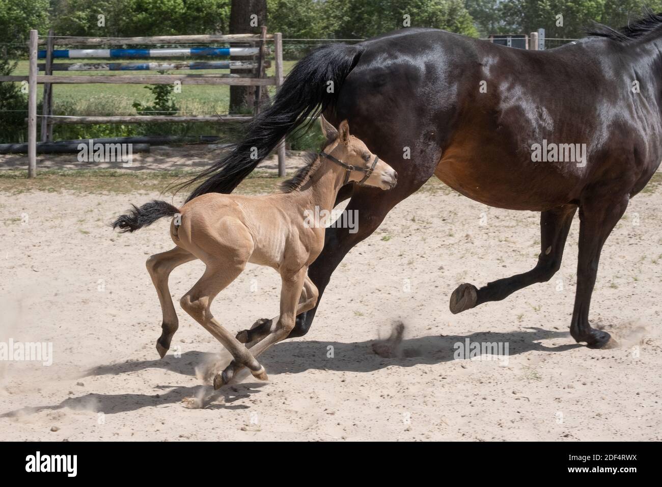 Galloped