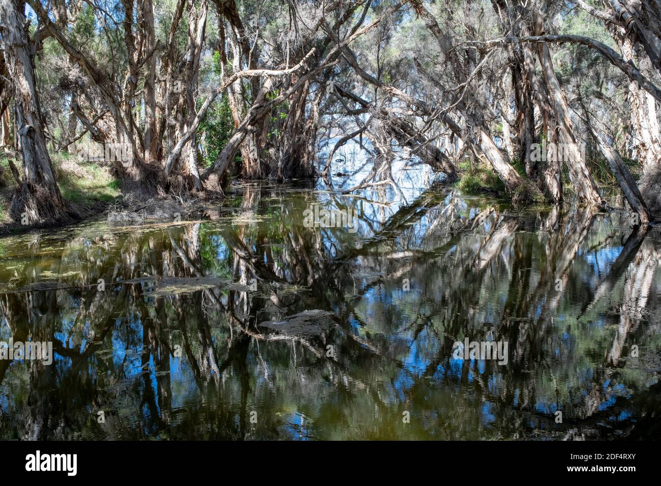 Yellagonga regional park hi-res stock photography and images - Alamy